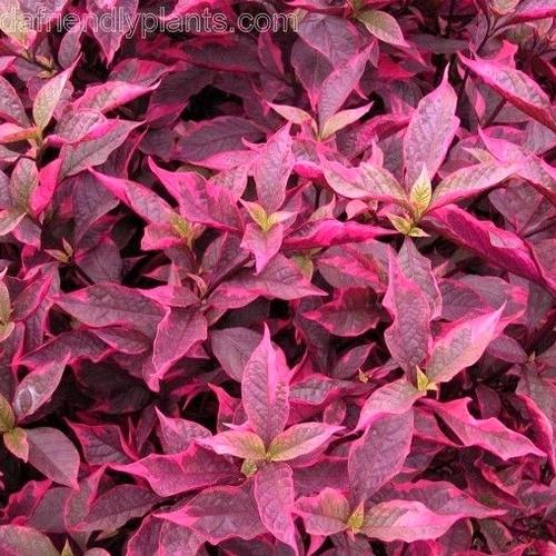 Jual tanaman hias kuncir merah/ alternanthera dentata - Kab. Kediri ...