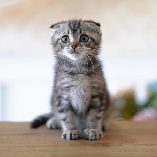 Jual kucing persian scottish fold jantan telinga lipat - Kota Tangerang ...