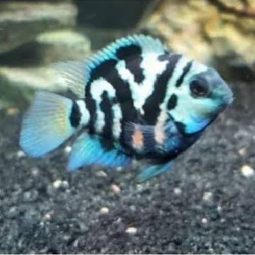 Jual ikan hias blue polar parrot - Kota Tangerang Selatan - Gondrong ...