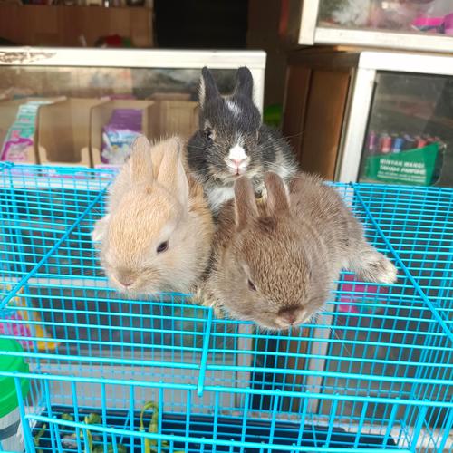 Jual kelinci netherland dwarf minii - Jakarta Utara - Domestik'cat ...
