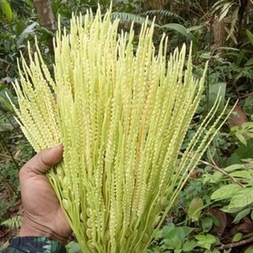 Jual herbal bunga pinang segar fresh 500gram - Kab. Pangandaran ...