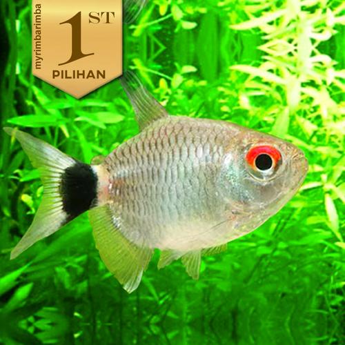 Jual Red Eye Tetra Balon Ikan Hias Aquascape Hiasan Aquarium Tanaman ...