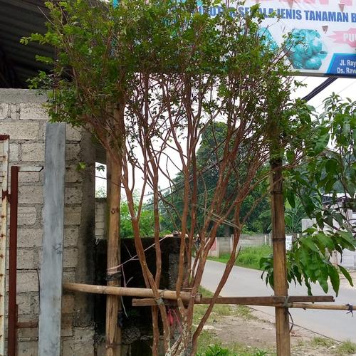 Jual Pohon Anggur Brazil , Batang besar Rimbun .. Pohon sudah 2x ...