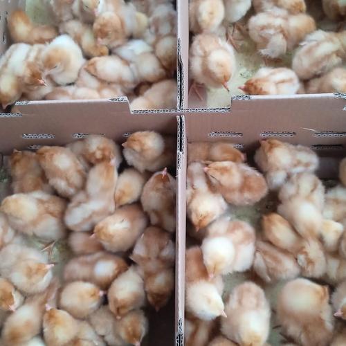 Jual DOC pejantan anak ayam pejantan - Kota Bandung - Avani Mart ...