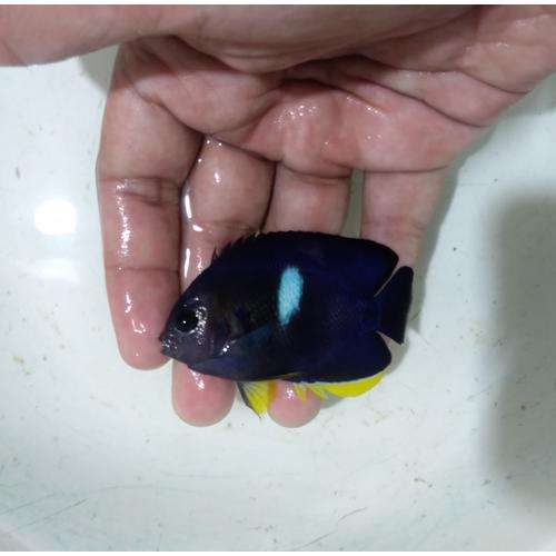 Jual Ikan Angel Biru / Melas Angelfish - Ikan Hias Laut - Kota Denpasar ...