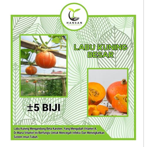 Promo 5 Benih Labu Kuning Besar Wuluhan Bibit Buah Waluh Manis Pumpkin ...