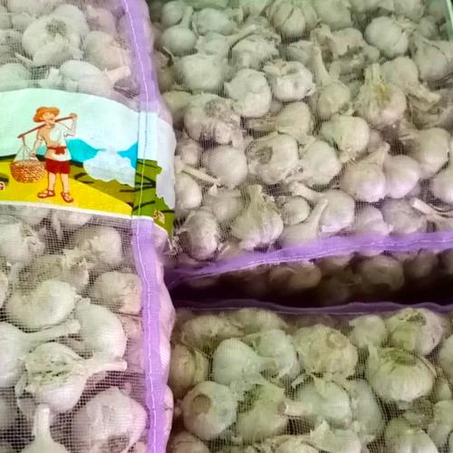 Jual Bawang Putih Kating Kulit Kotor Karungan Sak Bal 20kg - Kating ...