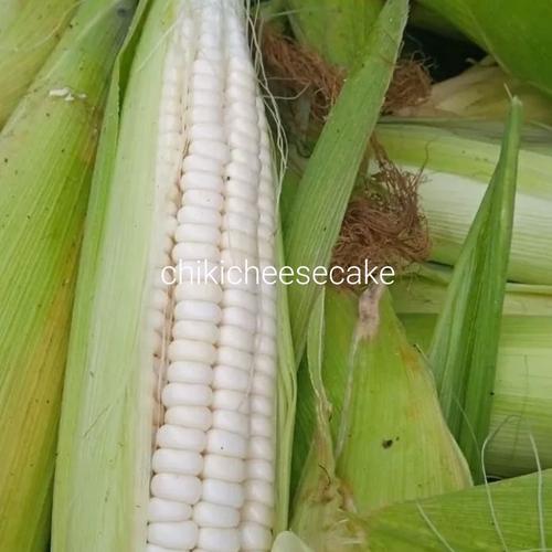 Jual JAGUNG KETAN PUTIH SEGAR / JAGUNG PULUT GLUTINOUS CORN FRESH ...