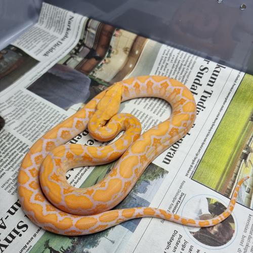 Jual retic albino lavender - Kab. Bandung - INDEXAN | Tokopedia