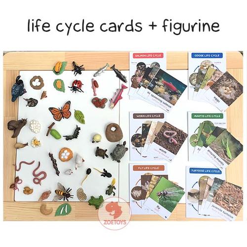 Jual shukaku Paket Hemat Montess : Life Cycle Figures + Cards | edutoys ...