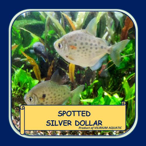 Jual IKAN HIAS AIR TAWAR - SILVER DOLLAR - Jakarta Pusat - Vilirium ...