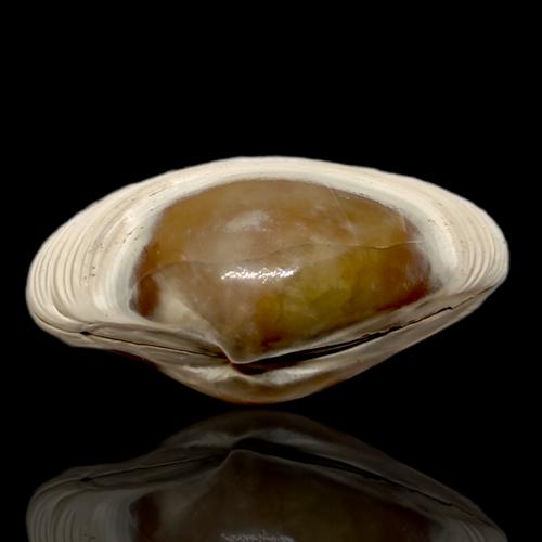 Jual 60GR Natural Bivalve Clam Rough Pelecypoda Fossil , Indonesia ...