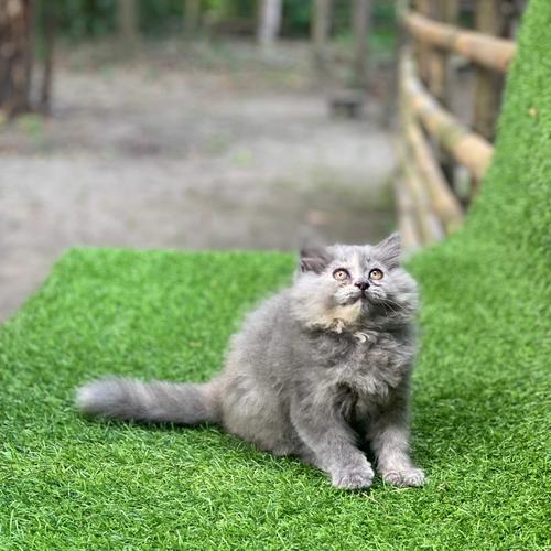 Jual kucing Persia kitten long hair - Kota Tangerang Selatan - Dira ...
