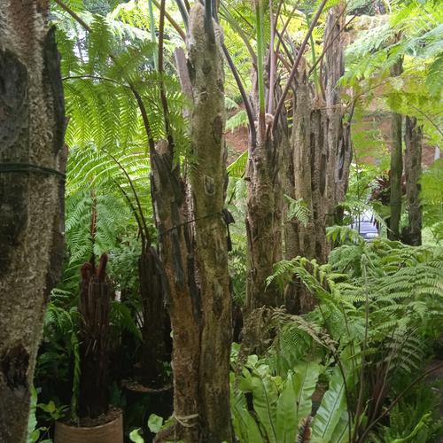 Jual Pohon Pakis Hutan Tanaman Pakis - 50 CM Batang - Kab. Bandung ...