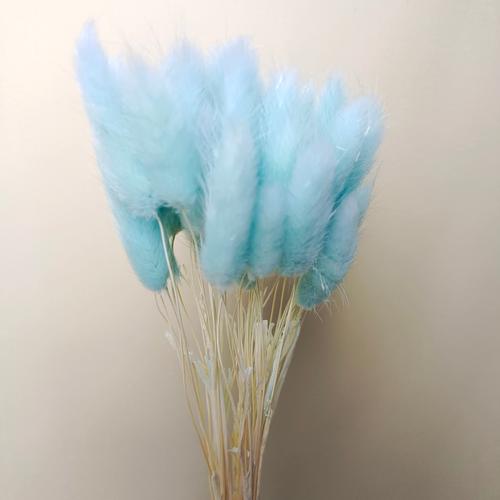 Jual Bunny Tails Flower Light Tosca / Lagurus Dried Flower Import ...