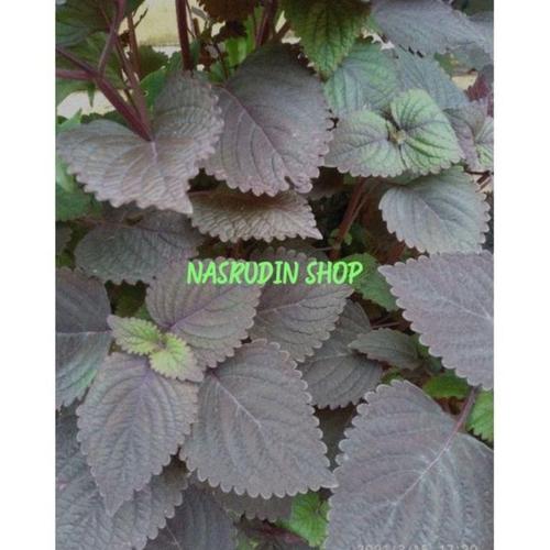 Jual DAUN MIANA 50 LEMBAR SEGAR / DAUN JAWER KOTOK / DAUN MAYANA ...
