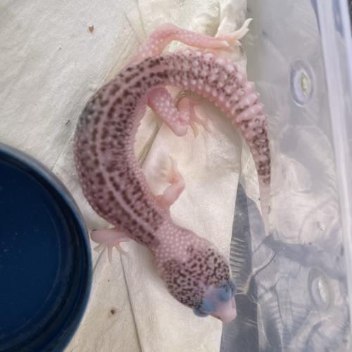 Jual Leopard Gecko Super Pied - Jakarta Selatan - Rumah Gecko | Tokopedia