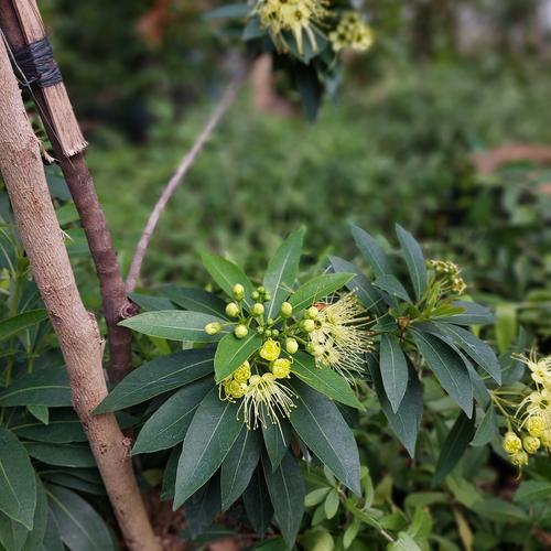 Jual Tanaman hias santos lemon 1meter - Jakarta Barat - dayplant ...