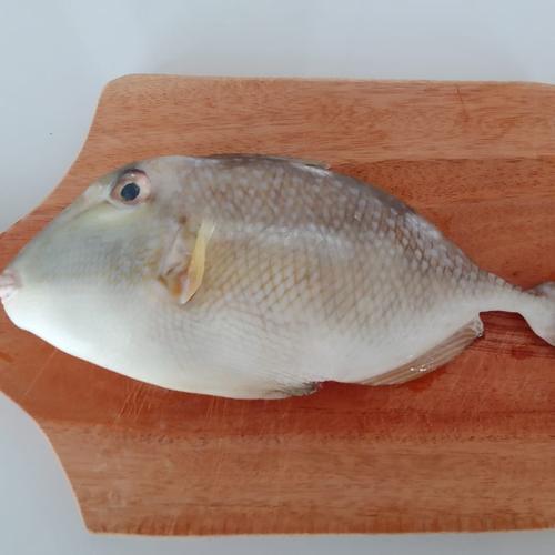 Jual IKAN ETONG / IKAN AYAM AYAM LAUT /IKAN FRESH ukuran 300gram - Kab ...
