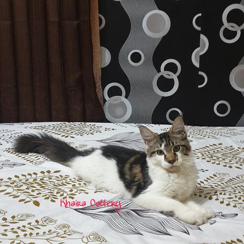 Jual Kucing Kitten Mainecoon/Maine Coon Pedigree CFA - Jantan - Kota ...