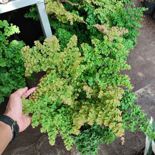 Jual tanaman suplir maiden hair fern/tanaman suplir keriting - Kab ...