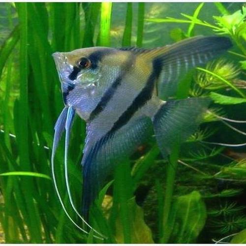 Jual ikan hias air tawar/Aquascape/Tankmate/Manfish Altum - Jakarta ...