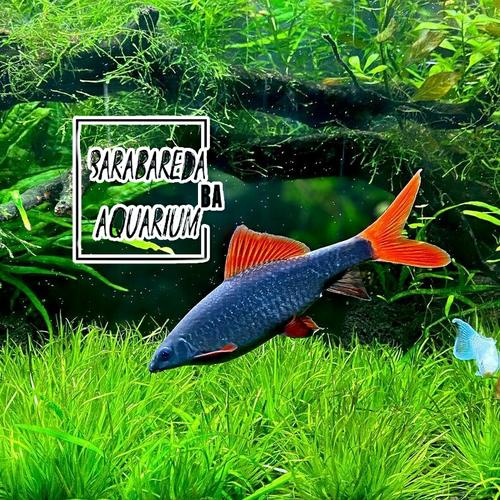 Jual ikan hias redfin pemakan lumut dan sisa makanan - Kota Tangerang ...