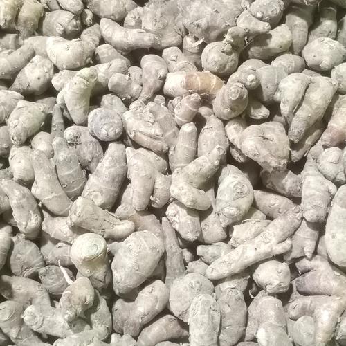 Jual Kencur Segar Murah Ukuran Kecil 1kg / Kencur Leles - Jakarta Timur ...