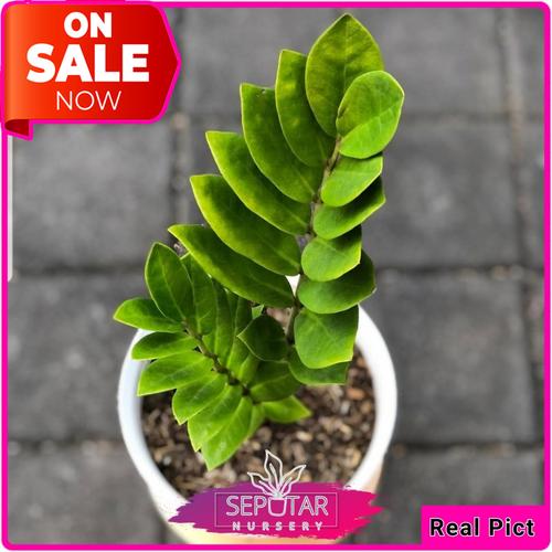 Jual tanaman zamia dollar - tanaman hias zamia dolar - Kab. Bogor ...