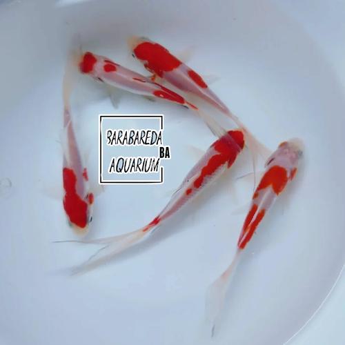 Jual ikan hias komet merah putih slayer - Kota Tangerang Selatan ...