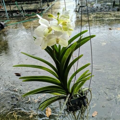Jual Seedling Anggrek Vanda phal bibit panda sidling murah - Kab ...
