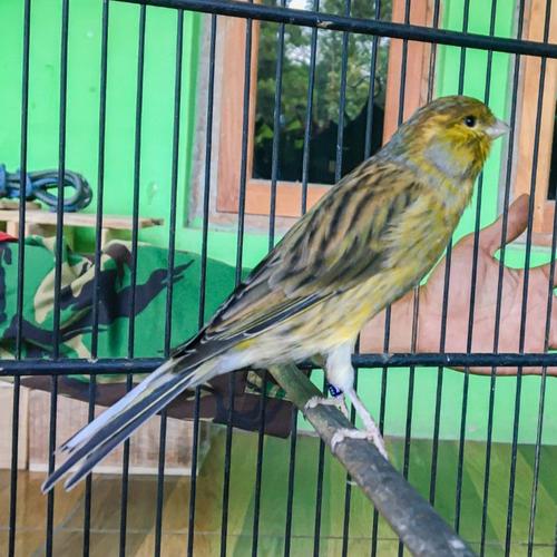 Jual burung kenari ijo botol bahan riwikan jantan - Kab. Bogor - shop ...