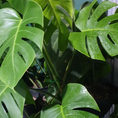 Jual Monstera untuk landscape - Jakarta Timur - CelebrityPlants | Tokopedia