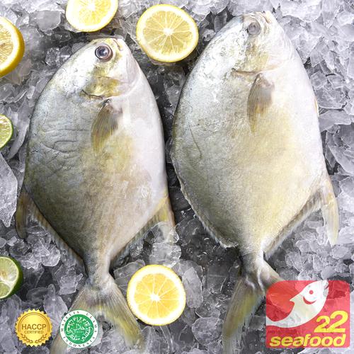 Jual Ikan Bawal Bintang 1 Kg / Bawal Jepang Marukoban / Seafood 22 ...