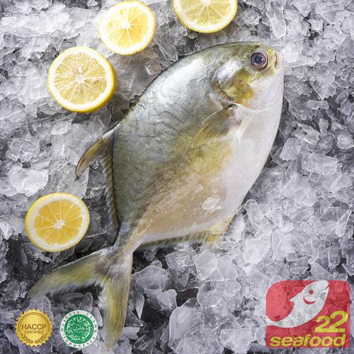 Jual Ikan Bawal Bintang 400-500 gr / Bawal Jepang / Pompano / Seafood ...
