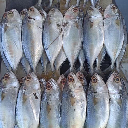 Jual Ikan Kembung Belo Banjar Layang Segar - Kembung Layang - Kota ...