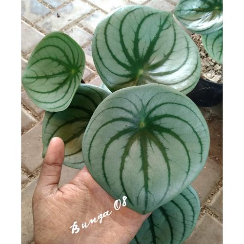 Jual Tanaman Hias Peperomia Watermelon Silver - POT HITAM - Jakarta Utara - BUNGA TRISNA | Tokopedia