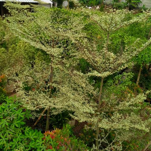 Jual pohon Ketapang kencana Varigata/Ketapang kencana putih ( asli )2 ...