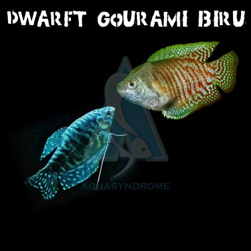 Jual Ikan Sepat Hias / Dwarf Gourami Biru / Ikan Hias Air Tawar ...