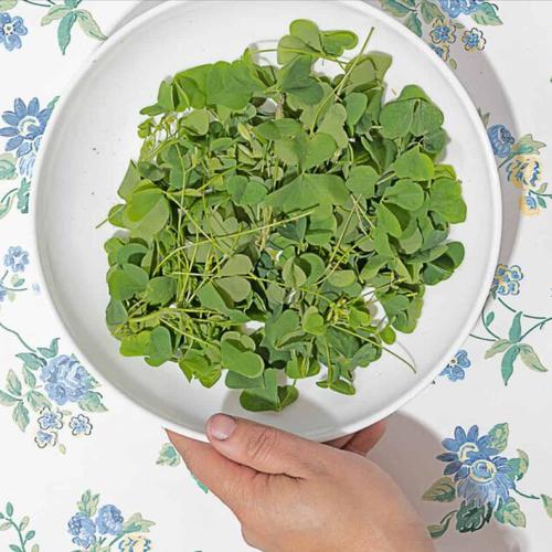 Jual Daun Wood Sorrel Edible Garnish Makanan Oxalis Daun Untuk Salad ...