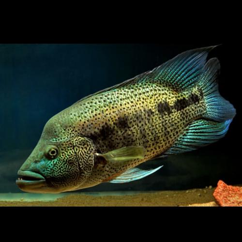 Jual Parachromis Dovii Jumbo Guapote Rainbow Bass Wolf Cichlid ...