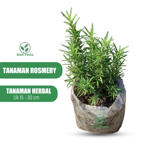 Jual Tanaman Rempah Rosmery - Daun Rosmeri Bumbu Masak - Kota Bekasi ...