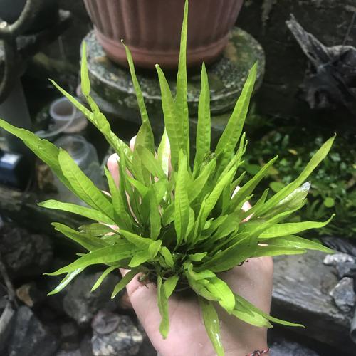 Jual Java Fern Kadaka / Tanaman Aquascape Low Co2 / Tanaman Air - Paket ...