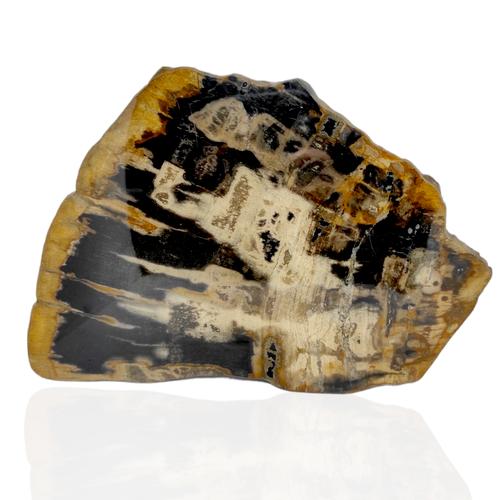 Jual Slice Petrified Wood - Slice Fosil Kayu SL-82 - Kota Bandung - gem ...