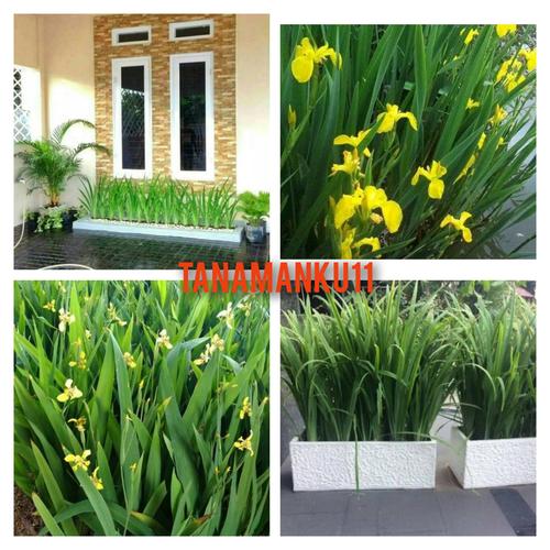Jual tanaman airis bunga kuning - Kota Tangerang Selatan - tanamanku11 ...