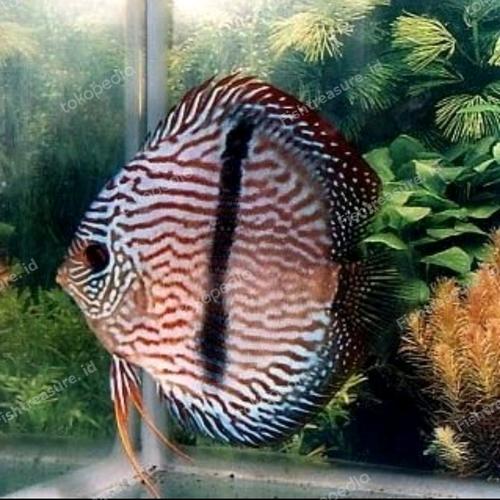 Jual ikan hias - Discus heckel 1 inch - Kota Depok - Fishtreasure. id ...