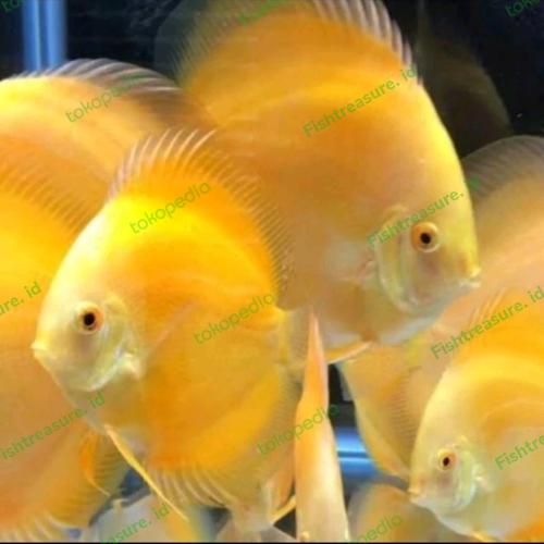 Jual Discus Golden Honey Mulai Ukuran 1 cm - 1 cm - Kota Depok ...
