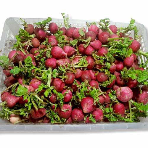 Jual lobak merah/red radish 1 kg - Jakarta Pusat - Paksayur10 | Tokopedia
