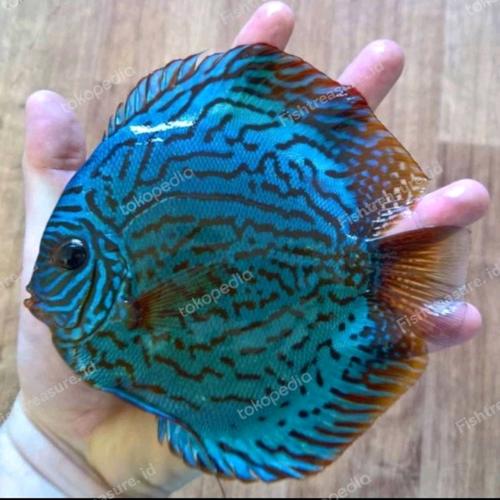 Jual Ikan Hias Discus Briliant Blue Turquoise Size 1 inch - 1"inch ...