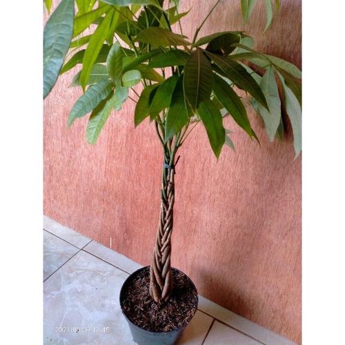 Jual tanaman hias pacira kepang 9 tinggi (70-85 CM) /Pachira Money Tre ...